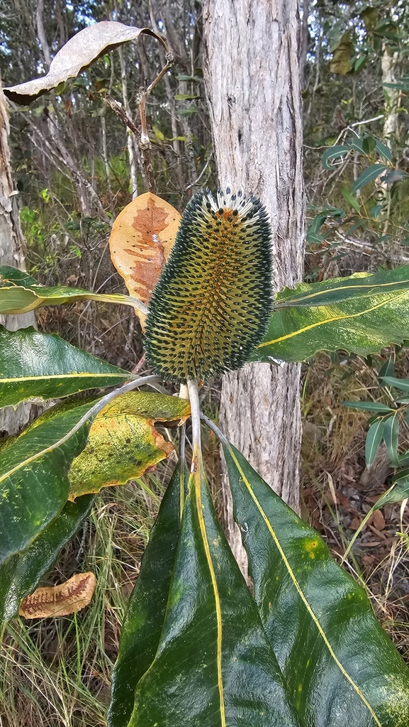 Swamp Banksia from Sippy Downs QLD 4556, Australia on November 24, 2023 ...