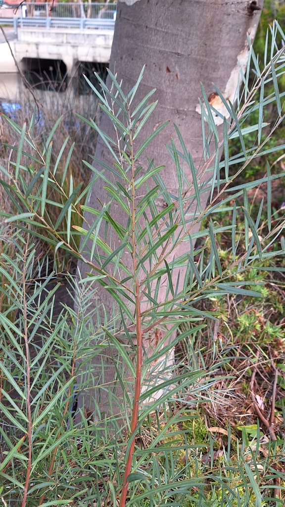 Flinders Range Wattle from Stop 29 Old Port Rd - North side, Queenstown ...