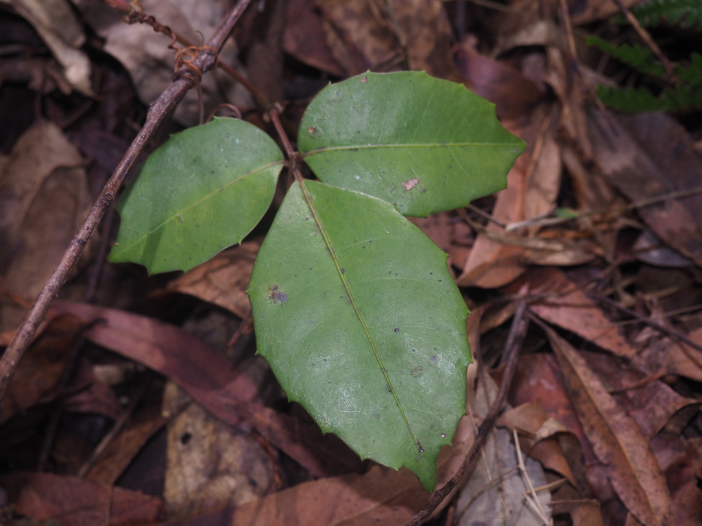 Native Grape from Valla NSW 2448, Australia on November 24, 2023 at 04: ...