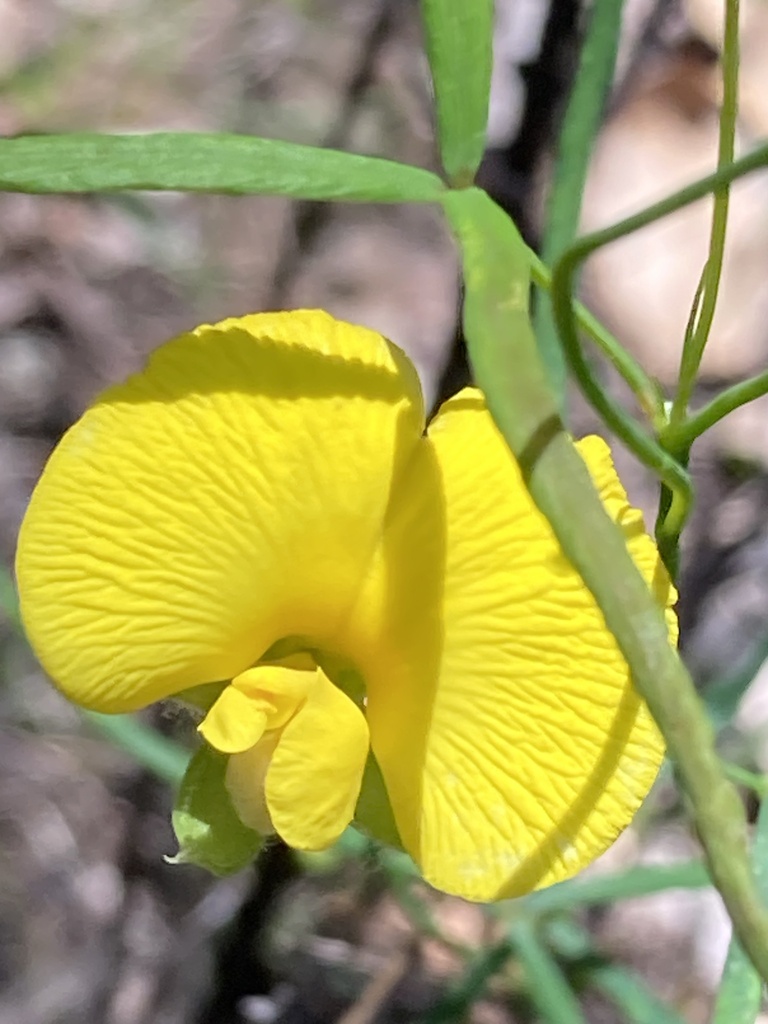 Twining Gompholobium (Gompholobium polymorphum) - Botanical Realm