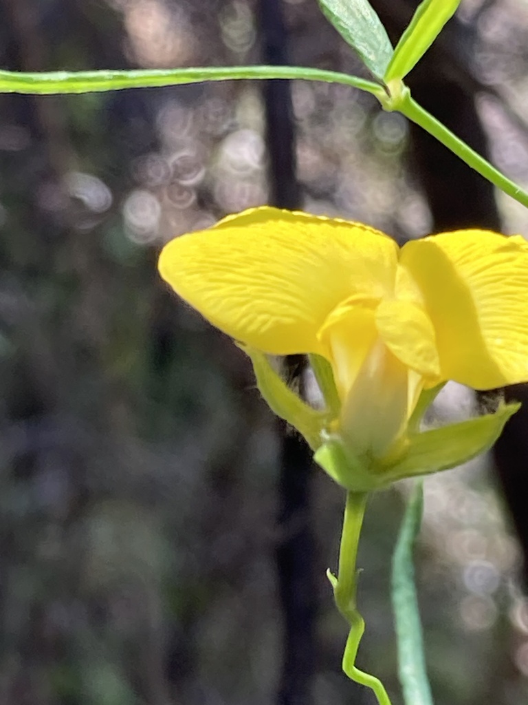 Twining Gompholobium (Gompholobium polymorphum) - Botanical Realm