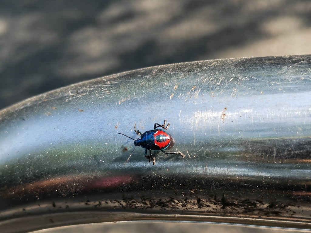 Blue Shield Bug from 广东省深圳市宝安区福永 on November 25, 2023 at 10:52 AM by ...