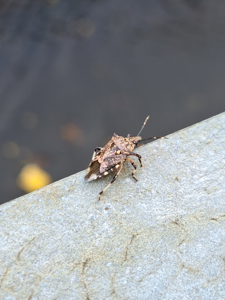 Eocanthecona furcellata from 香港大欖八鄉路 on November 25, 2023 at 02:11 PM ...