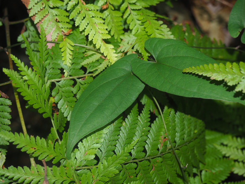 Common Yam Vine from Valla NSW 2448, Australia on November 24, 2023 at 04:53 PM by Nathanael ...