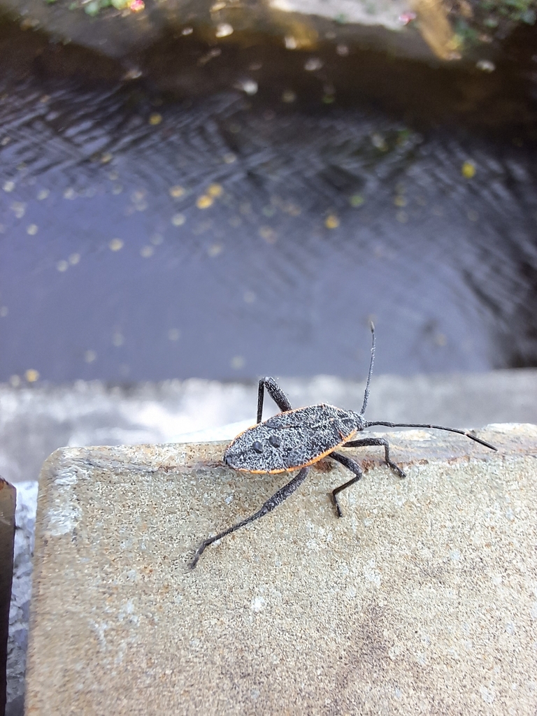 sweet potato bug from 香港大欖八鄉路 on November 25, 2023 at 02:12 PM by Candy ...