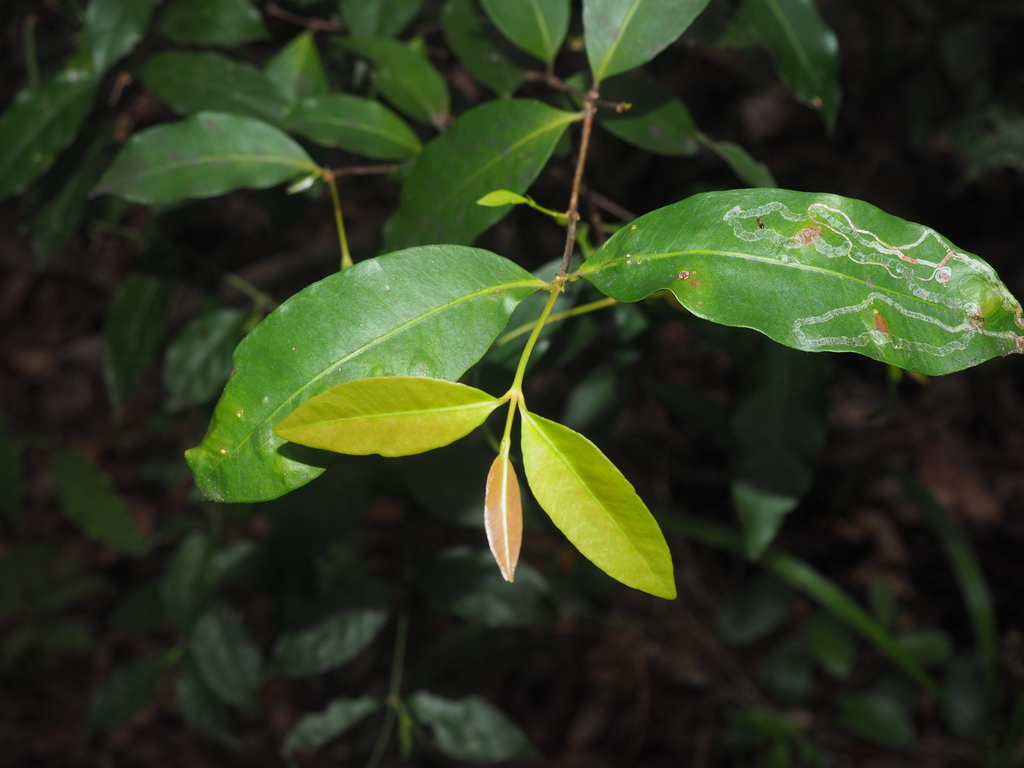 Bellbird Vine from Valla NSW 2448, Australia on November 24, 2023 at 04:54 PM by Nathanael Green ...