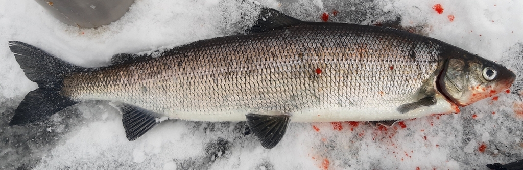 Common Whitefish in November 2023 by Mykyta Peregrym · iNaturalist