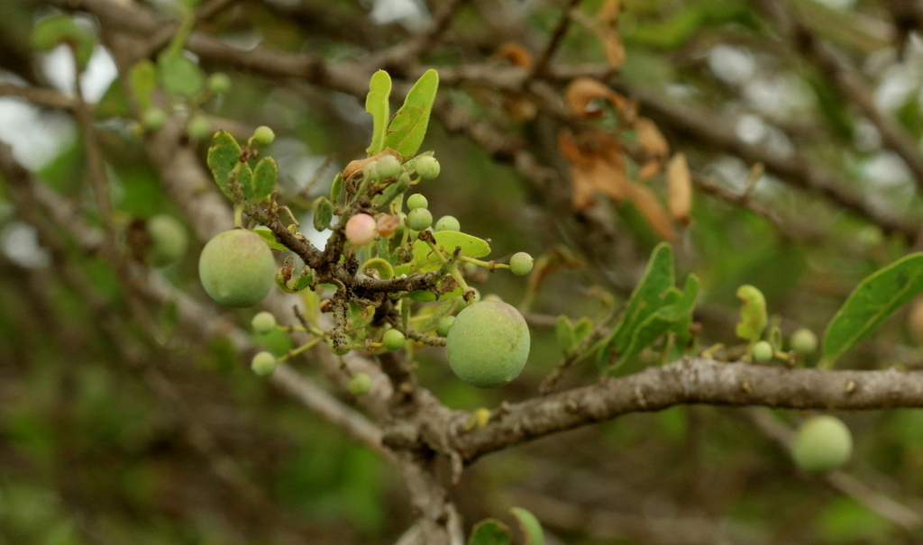 Shepherds tree from Ehlanzeni District Municipality, South Africa on ...