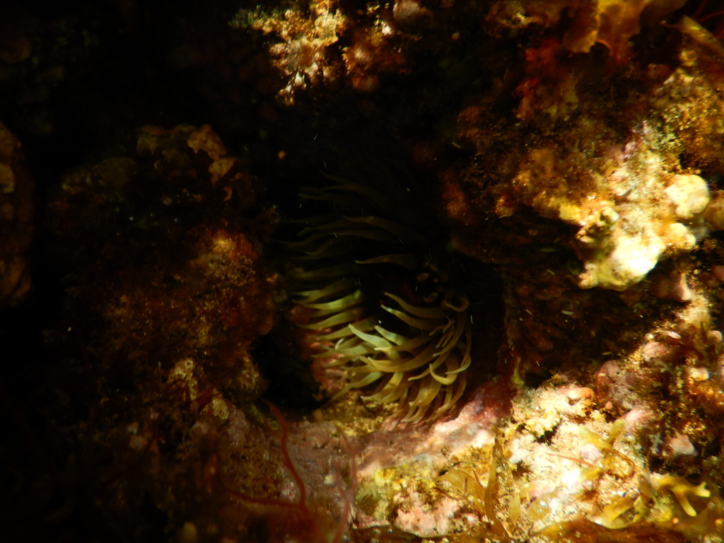 Green snakelock anemone from Rockingham, WA, Australia on November 25 ...