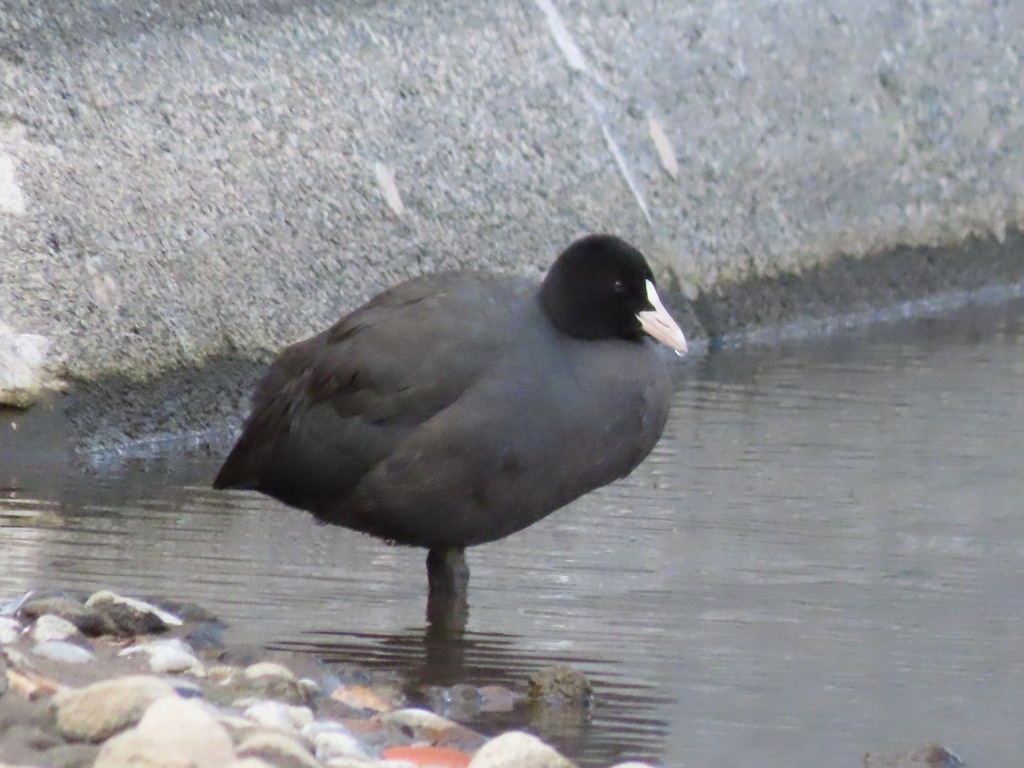 Eurasian coot from Koura, Minamiizu, Kamo District, Shizuoka 415-0532 ...