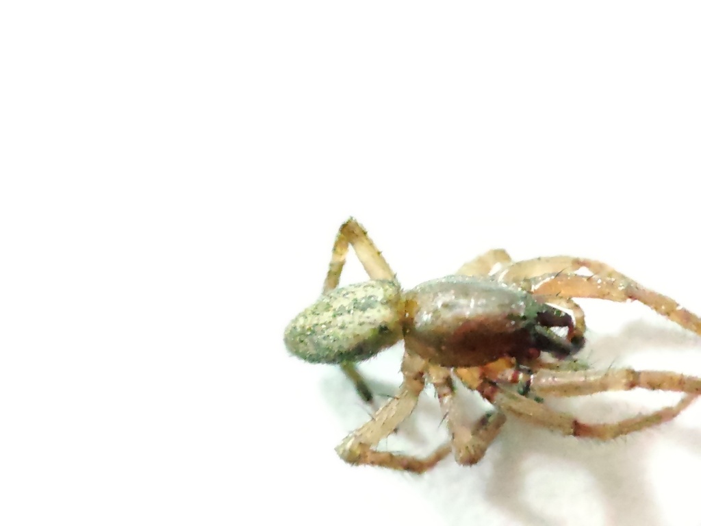 RTA Clade Spiders from Universidad Central del Ecuador - Facultad de ...