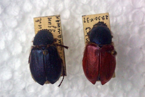 Glaphyrus calvaster · iNaturalist