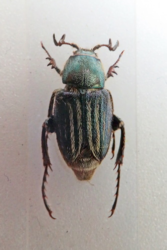 Glaphyrus caucasicus · iNaturalist