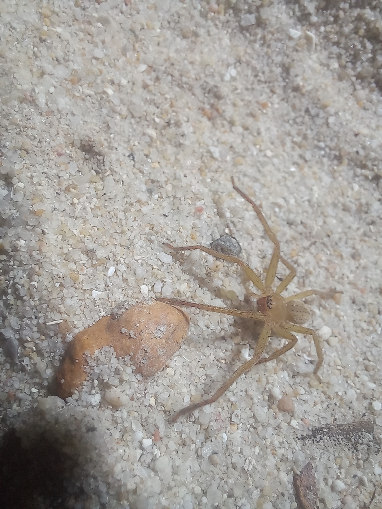 Golden Huntsman Spiders from Woodlands, Cape Town, 7785, South Africa ...