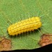 White-tailed zygaenid moth (Elcysma westwoodii) · iNaturalist