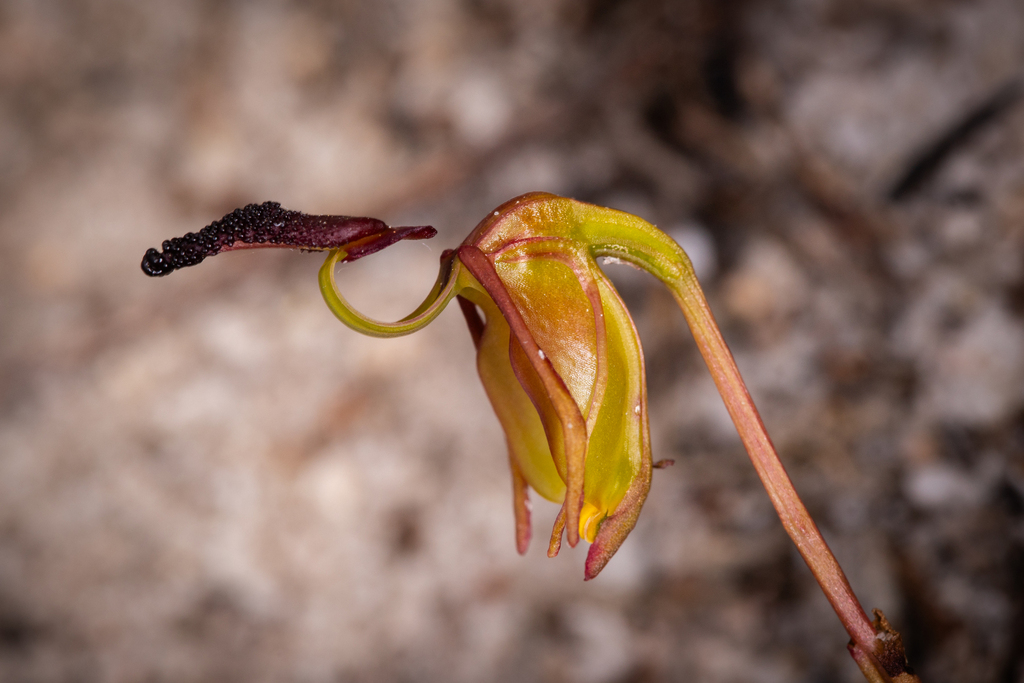 Flying Duck Orchid from Flynn WA 6302, Australia on September 28, 2023 ...