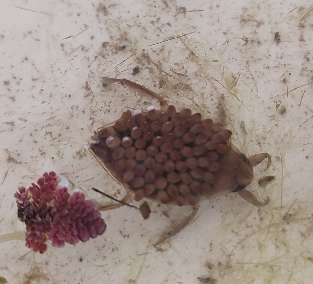 Diplonychus eques from Indigenous Plant Nursery - Poly Houses, Bundoora ...