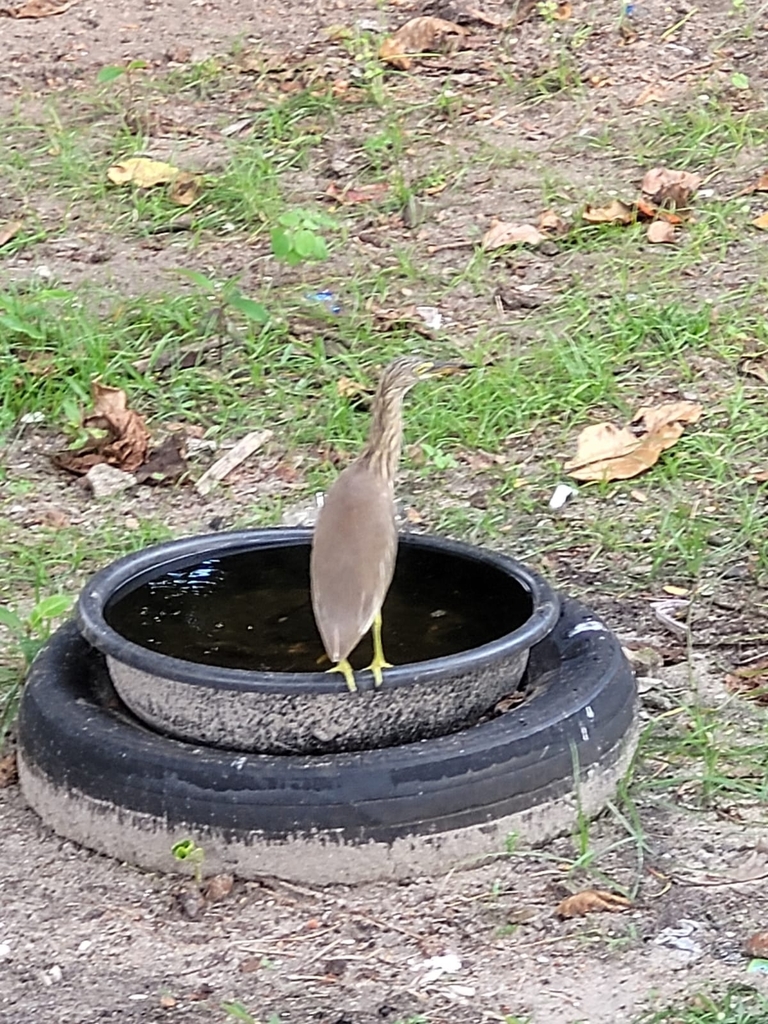 Indian Pond-Heron from P.O, Erezha, Mullakkal, Alappuzha, Kerala 688001 ...