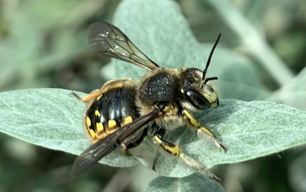 European Woolcarder Bee from Teniente de Marina Rolando Froden, La ...