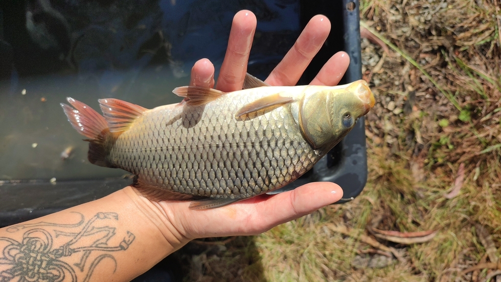 European Carp from Bundoora VIC 3083, Australia on November 25, 2023 at ...