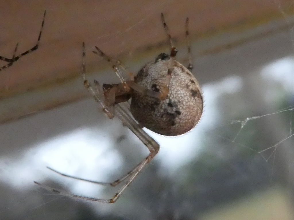 White porch spider from Bendigo VIC, Australia on November 24, 2023 at ...
