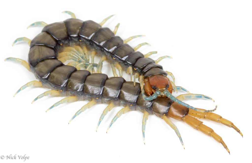 Westwood's Green Centipede from Melbourne VIC, Australia on December 3 ...