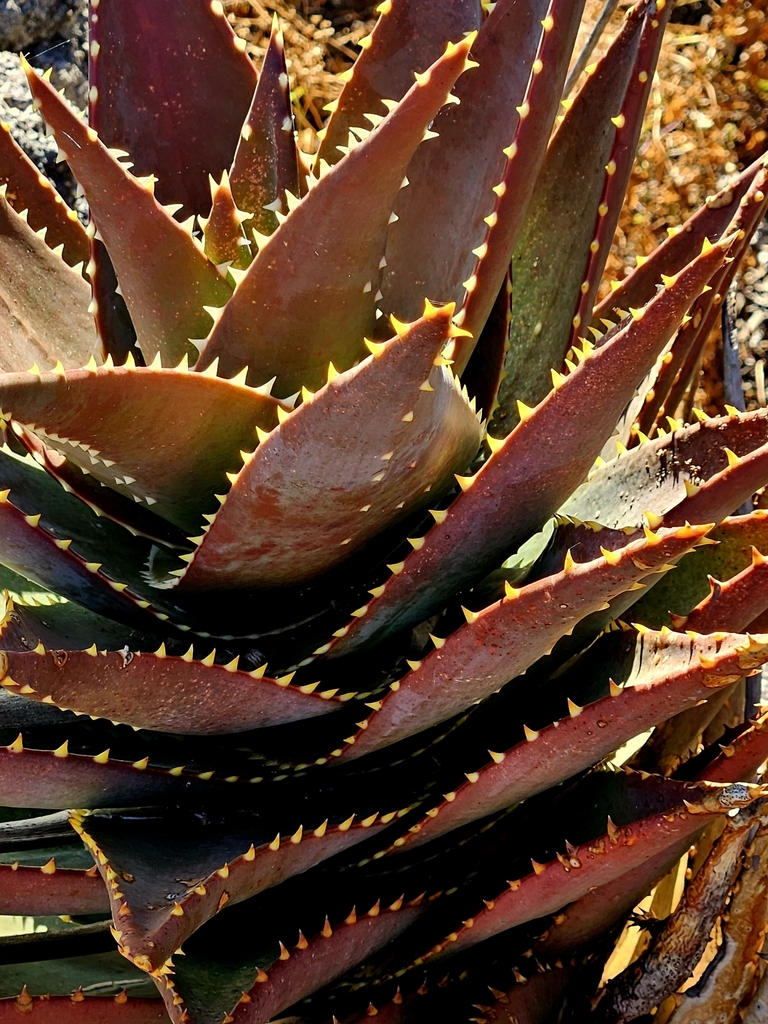 Jewel Aloe from Steenberg`s Cove, St Helena Bay, 7390, South Africa on ...