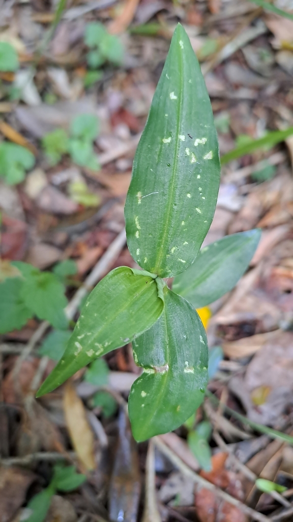 Commelineae from Karangi NSW 2450, Australia on November 25, 2023 at 04:01 PM by coolduck ...