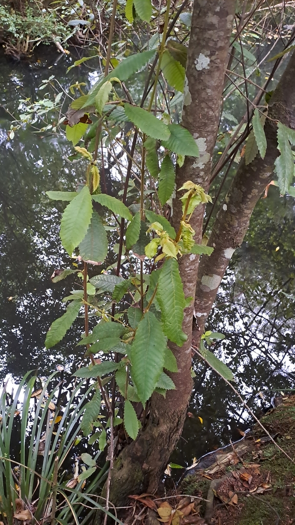 Callicoma from Karangi NSW 2450, Australia on November 25, 2023 at 04:39 PM by coolduck ...
