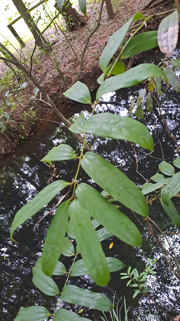 Ripogonum discolor from Karangi NSW 2450, Australia on November 25, 2023 at 04:36 PM by coolduck ...