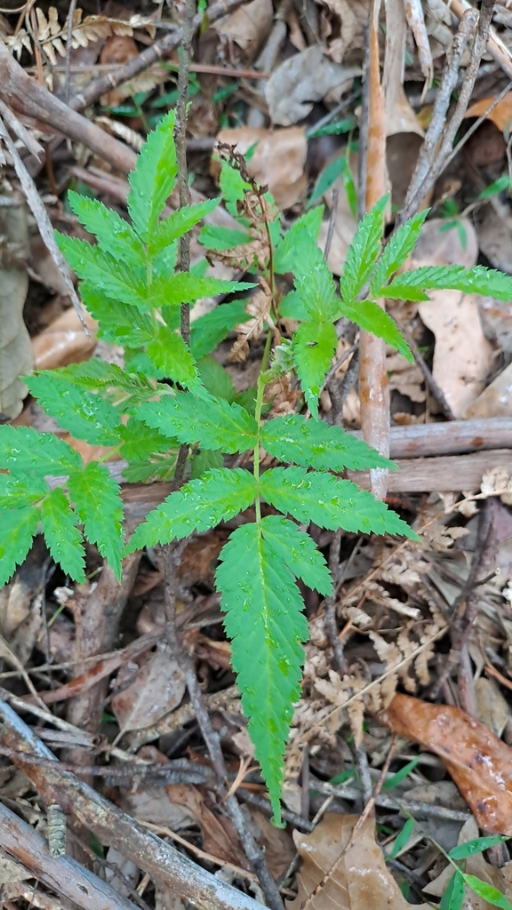 roseleaf bramble from Karangi NSW 2450, Australia on November 25, 2023 at 04:20 PM by coolduck ...