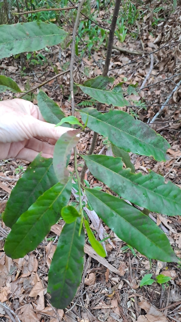 blue quandong from Karangi NSW 2450, Australia on November 25, 2023 at 04:19 PM by coolduck ...
