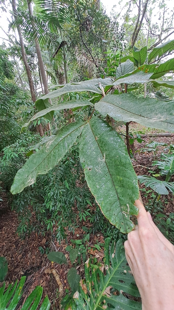 Australian tamarind from Karangi NSW 2450, Australia on November 25, 2023 at 04:26 PM by ...