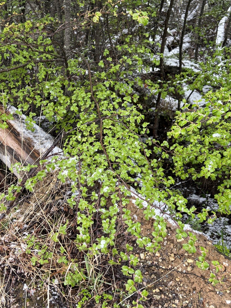 Lenga Beech from Tierra del Fuego, Tierra del Fuego, AR on November 16 ...