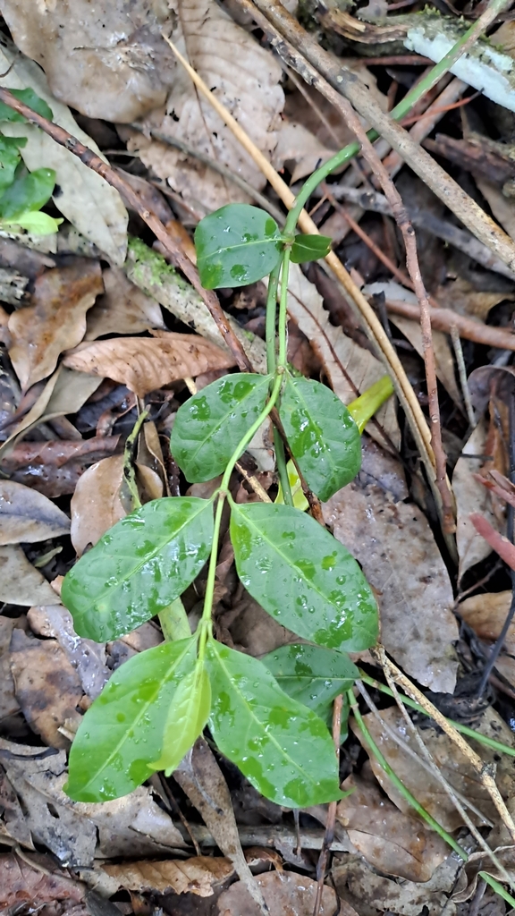 dicots from Karangi NSW 2450, Australia on November 25, 2023 at 04:44 PM by coolduck · iNaturalist