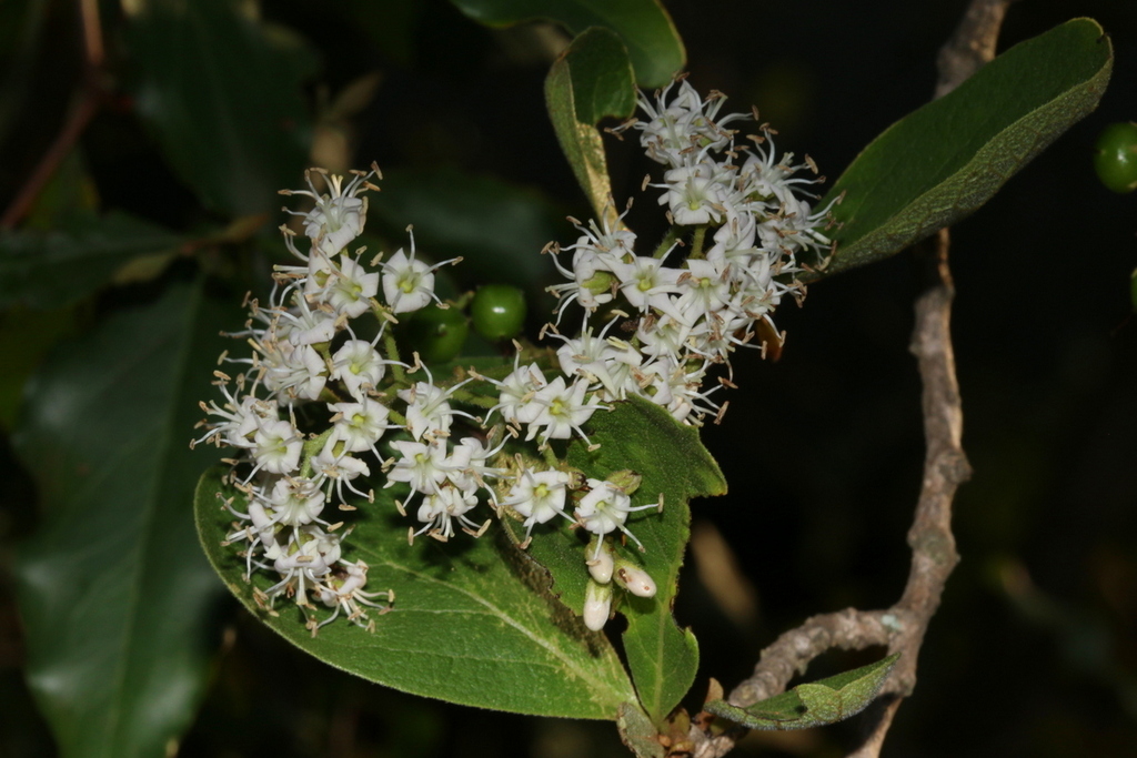 sandpaper stamperwood from Ehlanzeni District Municipality, South ...
