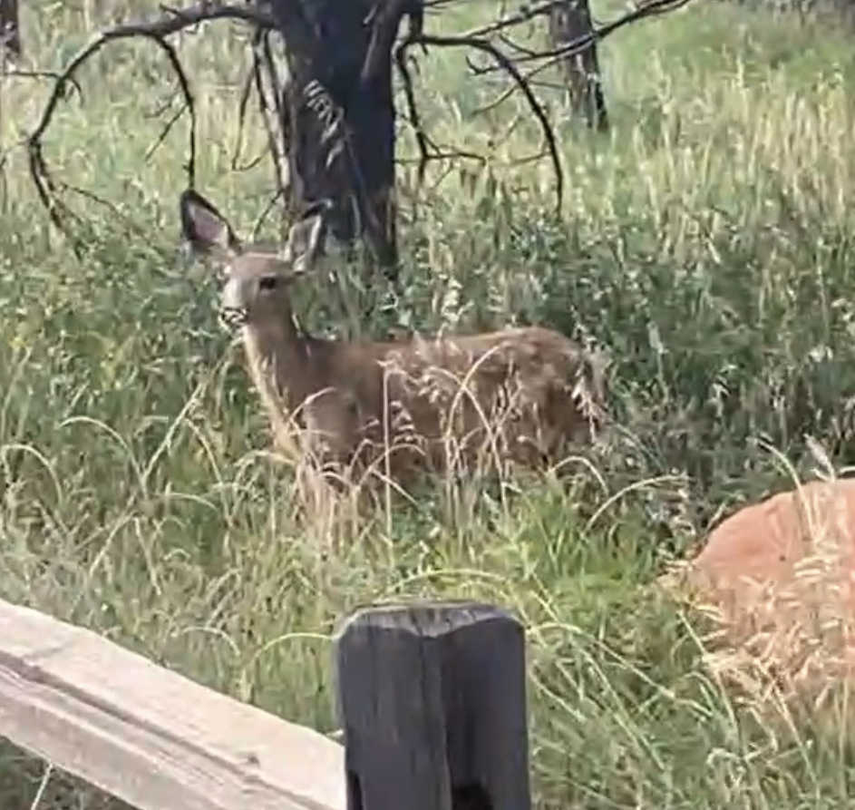 Mule Deer from Central Garden Loop, Colorado Springs, CO, US on ...