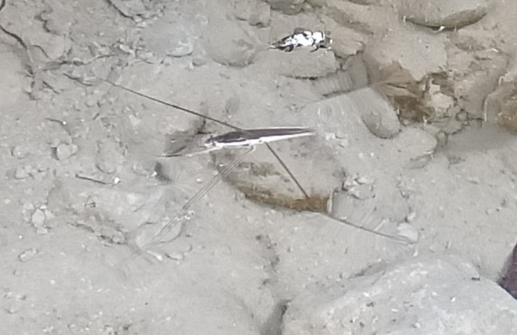 Giant Water Strider from 715台灣台南市楠西區 on November 25, 2023 at 12:04 PM ...