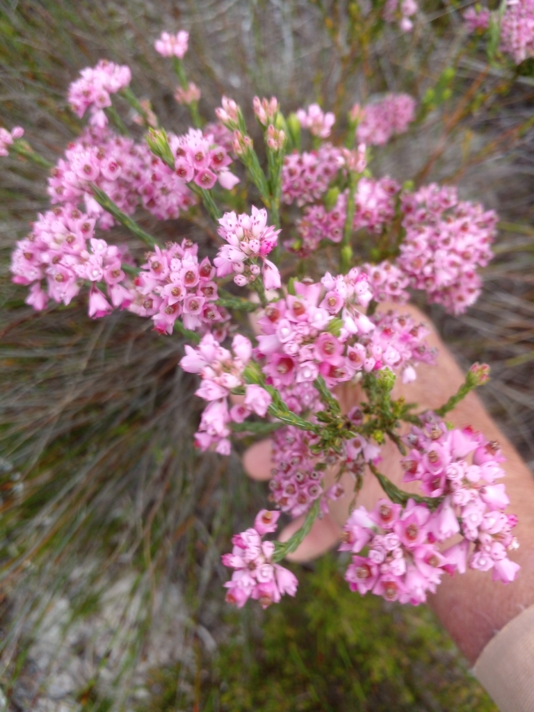 Purpletip Heath from Overstrand Local Municipality, South Africa on ...