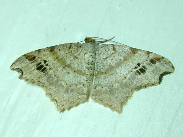 Common Angle from Jamaica Bay Wildlife Refuge, Queens, NY, USA on July ...