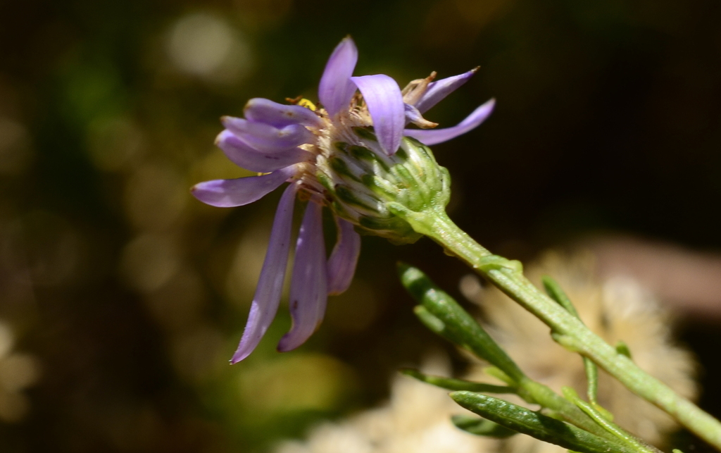 Bush Felicia from Tygerberg, Cape Town (De Grendel winery) on November ...