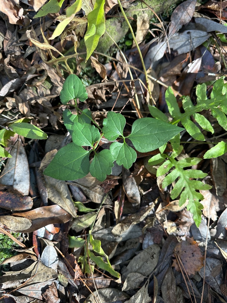 smaller white snakeroot from Northwest Pensacola, Pensacola, FL, US on ...
