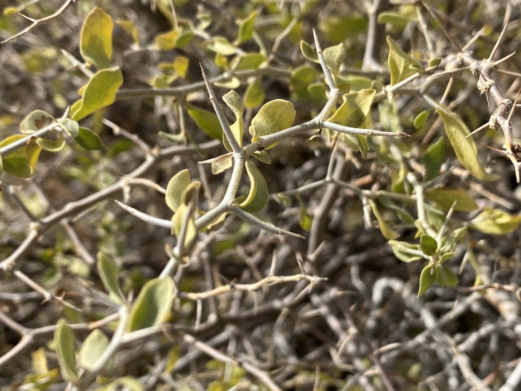 lotebush from Joshua Tree National Park, Desert Hot Springs, CA, US on ...