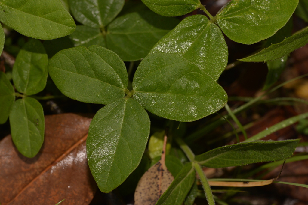 Phaseoleae from Woolgoolga NSW 2456, Australia on November 24, 2023 at ...