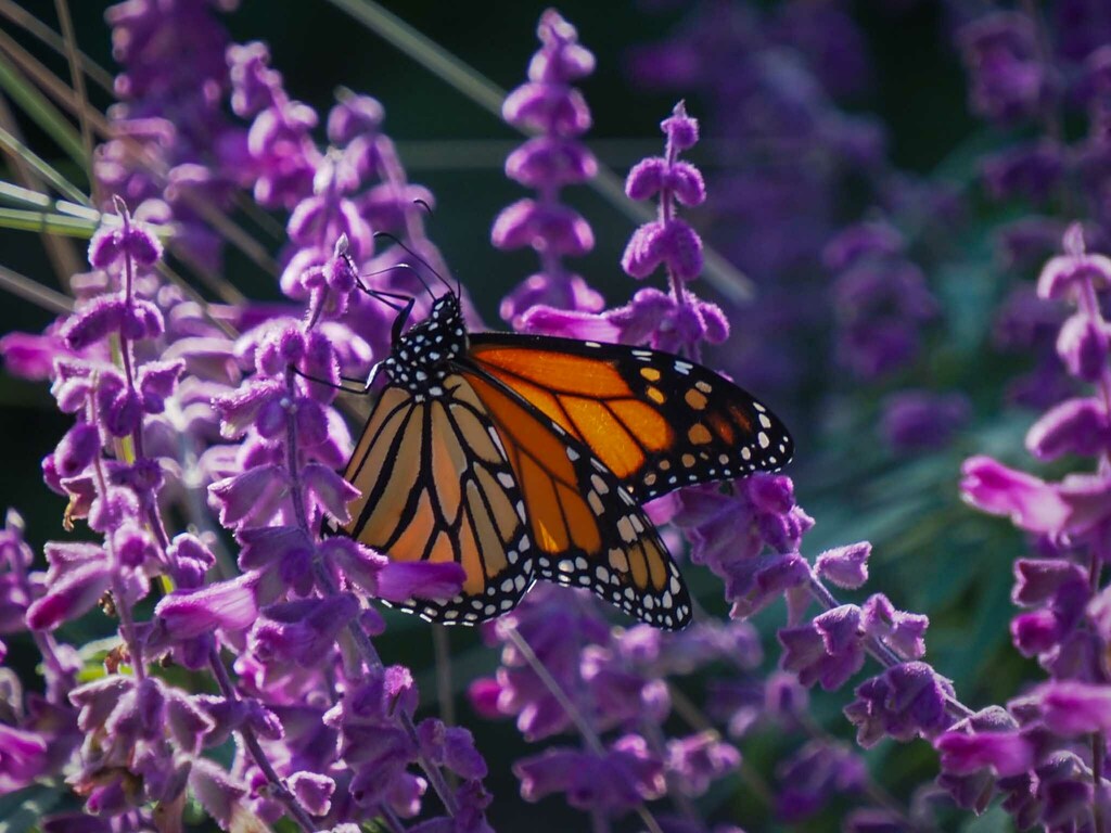 Monarch from Windsor Park, Austin, TX, USA on November 24, 2023 at 01: ...