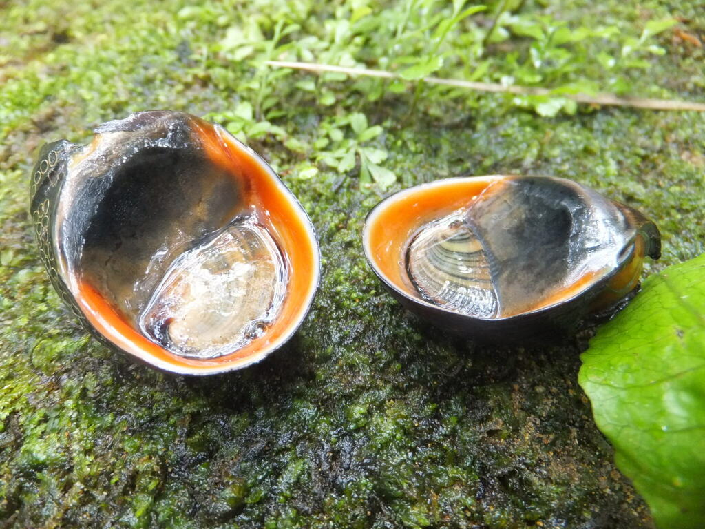Black Racer Nerite Snail in March 2013 by hakkahamushi · iNaturalist