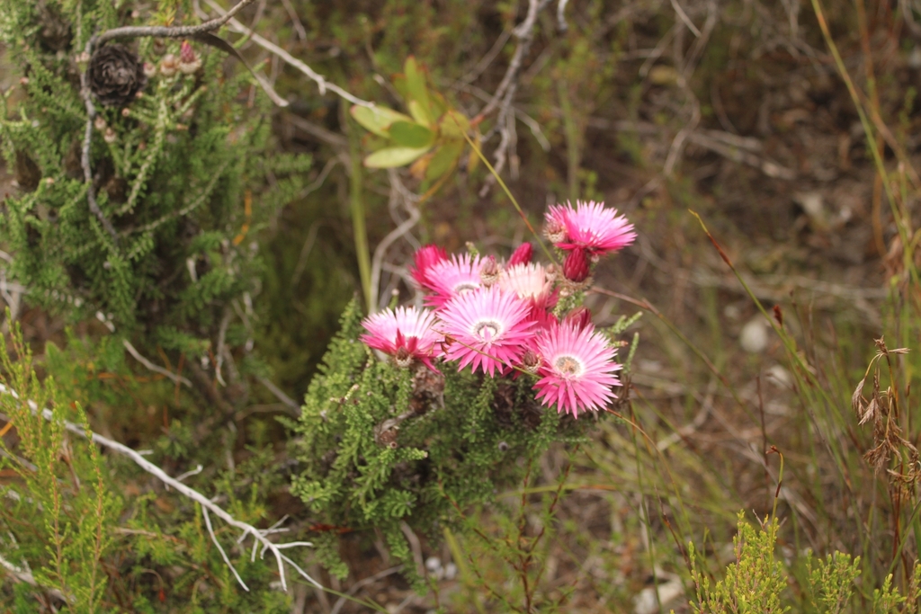 Cape everlasting from Hermanus, 7200, South Africa on November 25, 2023 ...