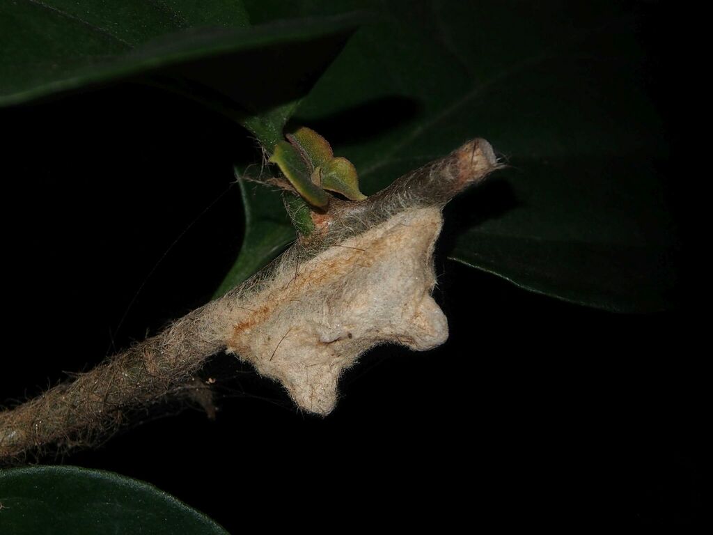 Trabala pallida from Sui Lau Tin, Hong Kong on November 24, 2023 at 11: ...