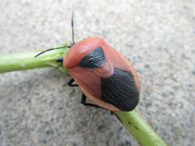 Coridius ianus from Elampillai, Salem, Tamil Nadu, India on November 11 ...