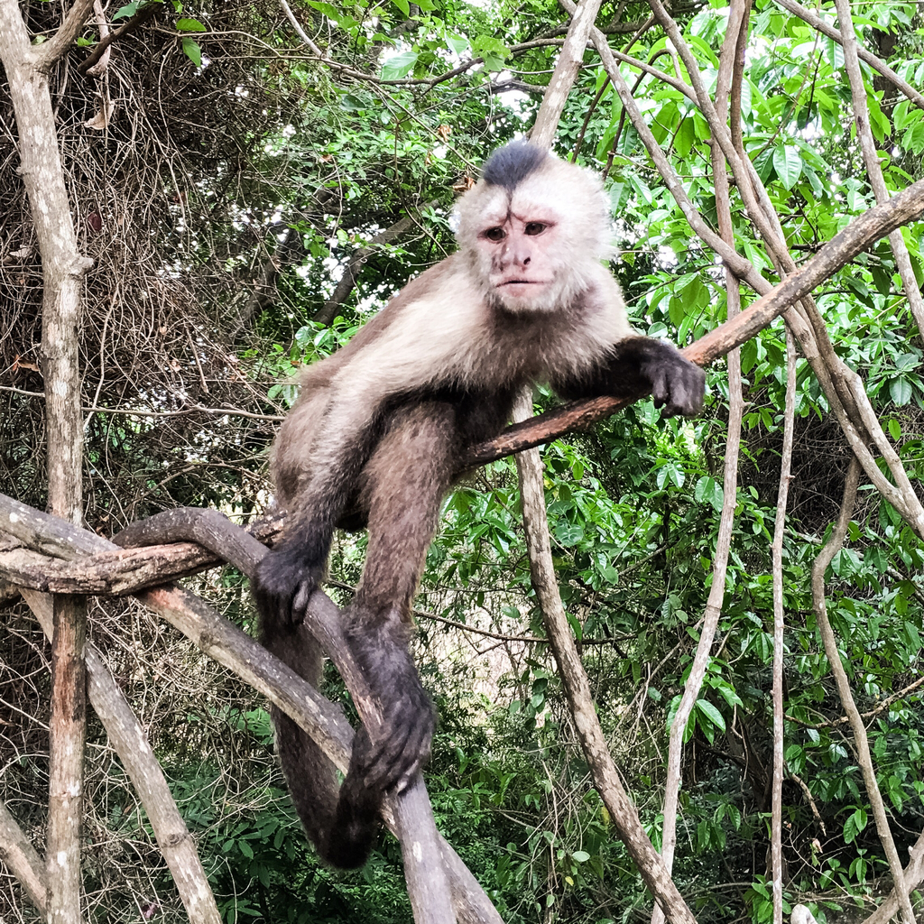 Capuchins (Cebinae) - Know Your Mammals